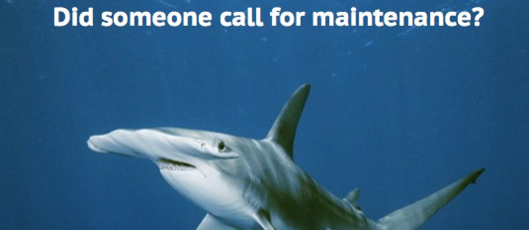 Shark Week Wisdom: Top the PM Food Chain